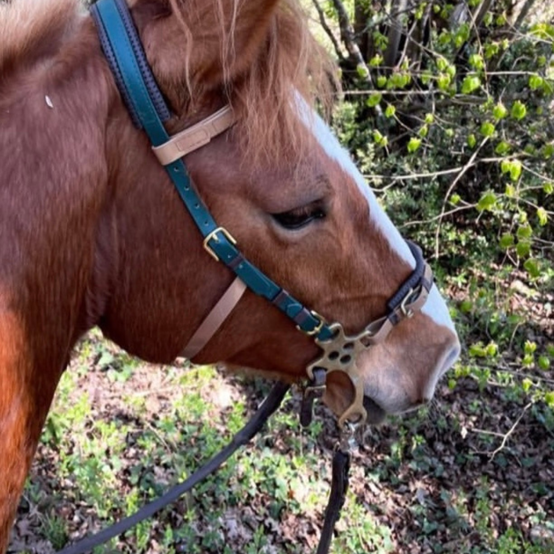 Hackamore bridon - SP France